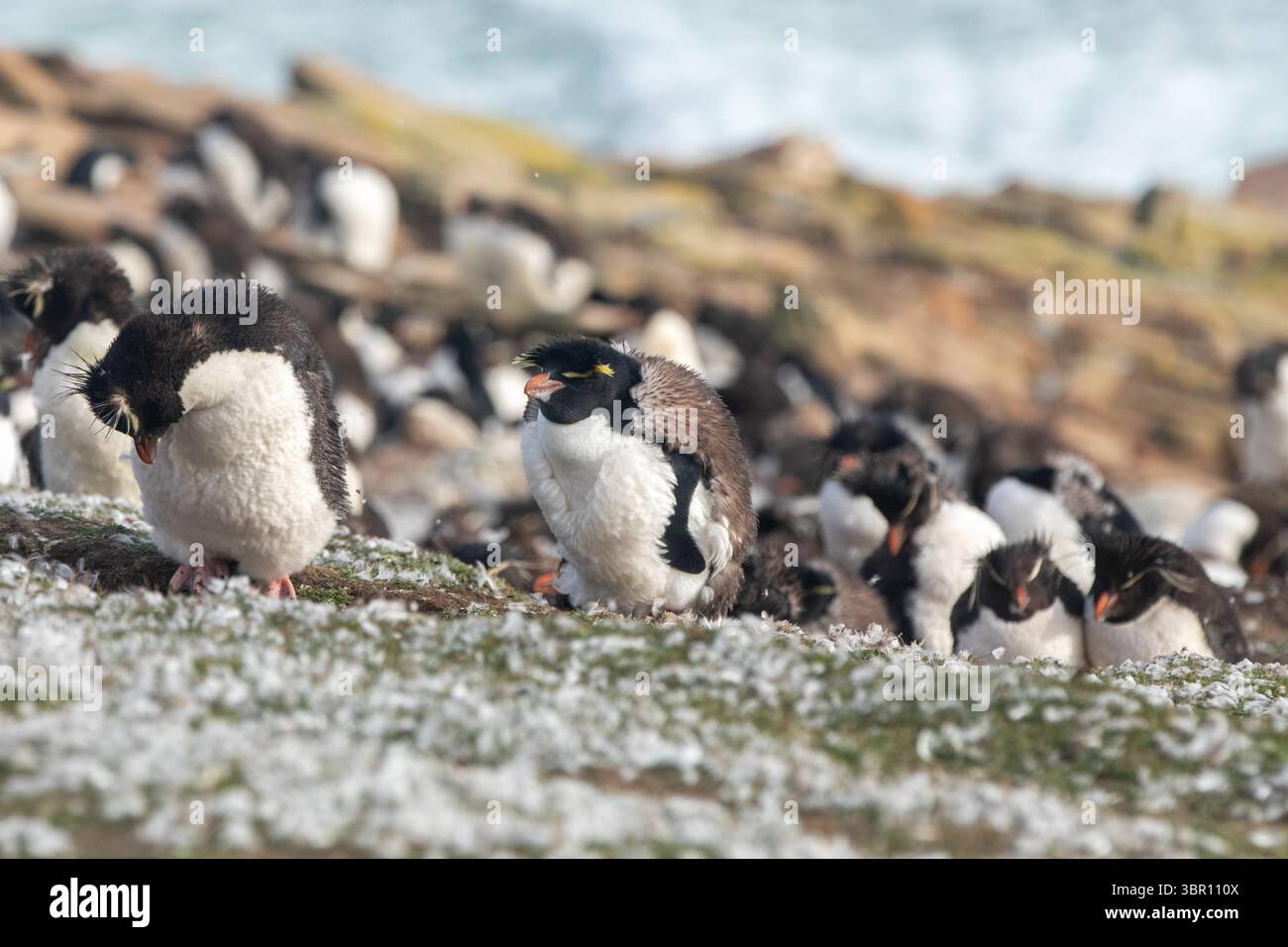 Western rockhopper penguins (Eudyptes chrysocome) on Saunders Island in ...