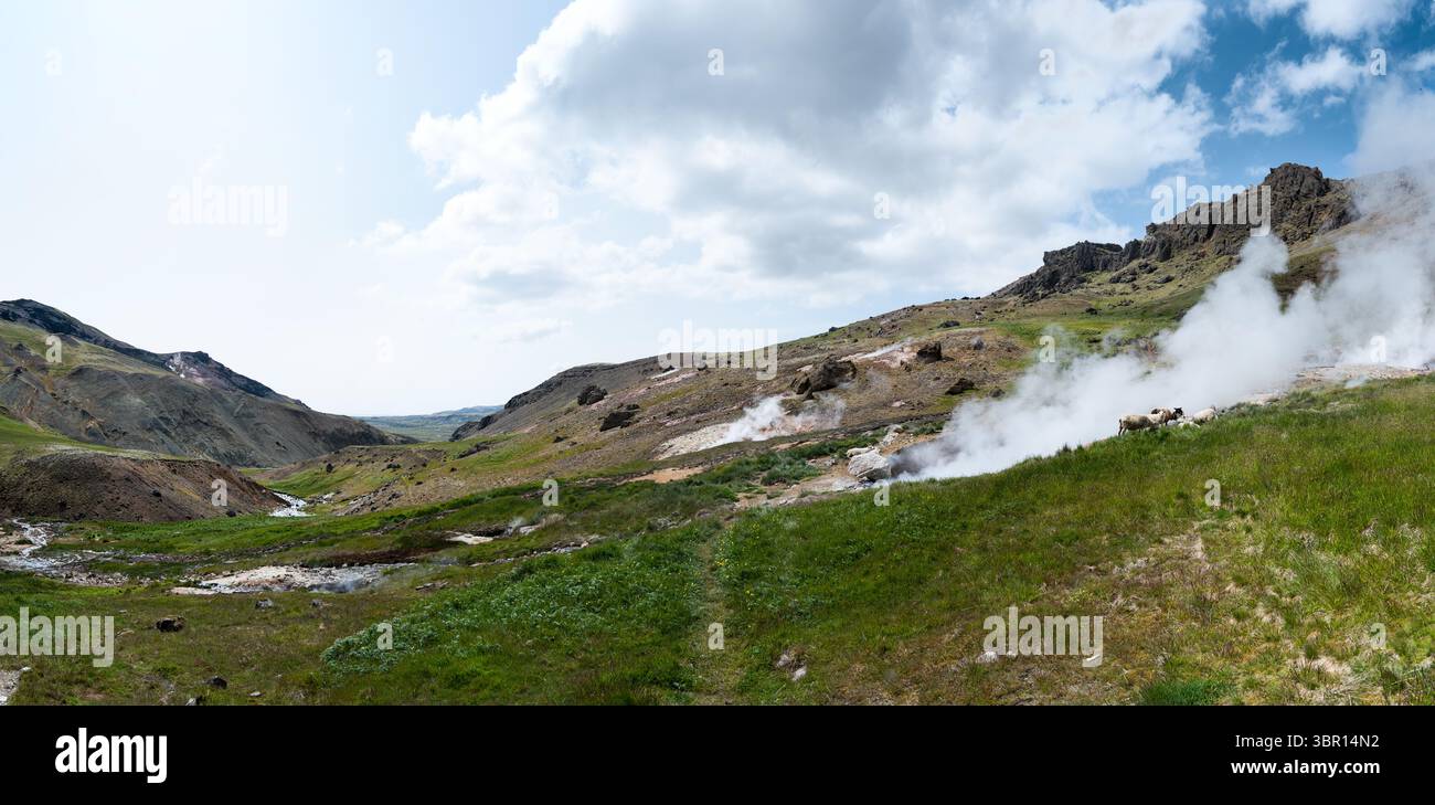 View of geothermal steam rising from the grassy slopes of a valley ...