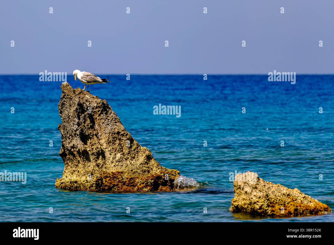 Seagull stands proudly on stone hi-res stock photography and images - Alamy