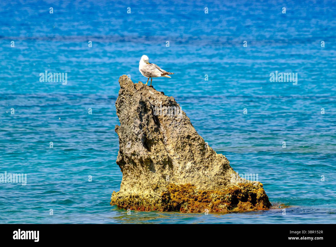 Seagull stands proudly on stone hi-res stock photography and images - Alamy