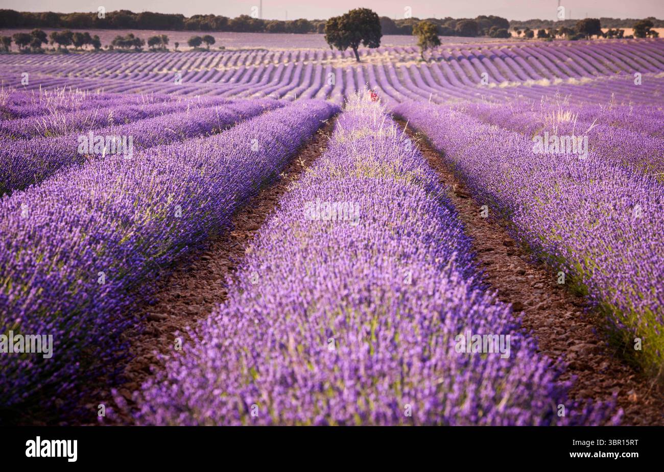 A lavender field on July 10, 2025, in Brihuega, Guadalajara, Castilla ...