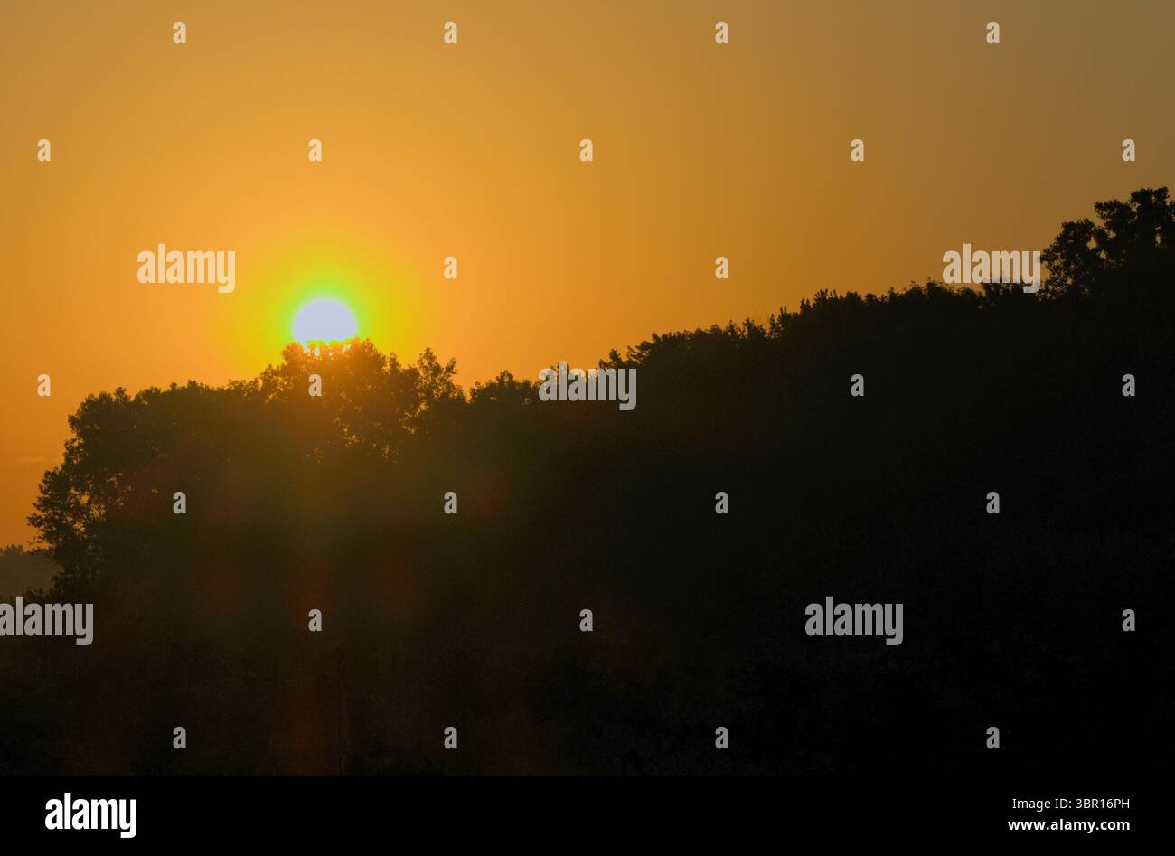 Morning view through dense hi-res stock photography and images - Alamy