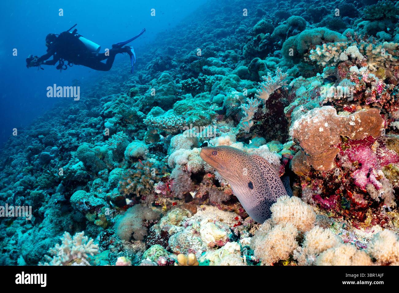 Moray eel swims on reef hi-res stock photography and images - Alamy