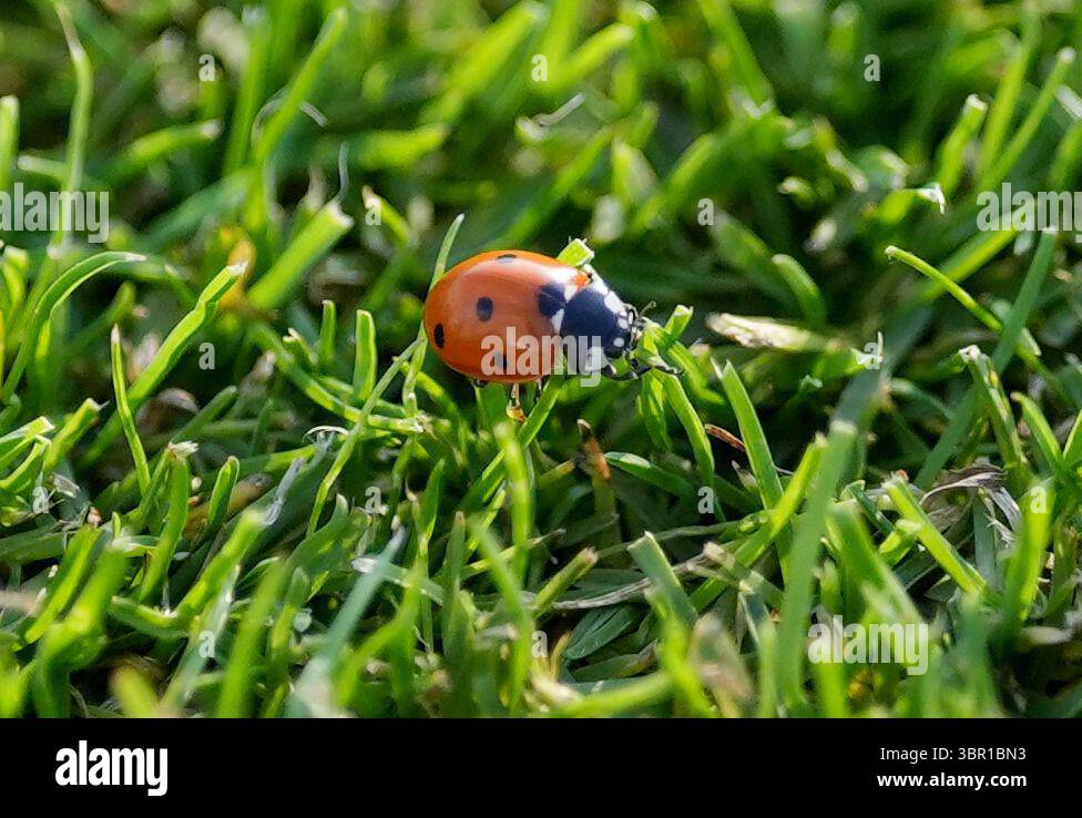 Ladybug on the pitch after day one of the Third Rothesay Men's Test at ...