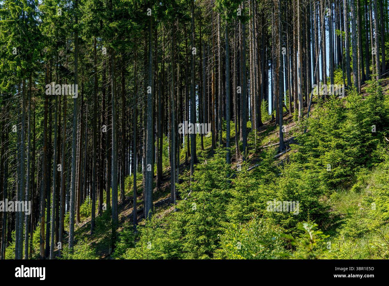 Tall conifer trees growing vertically on a sharply inclined hillside ...