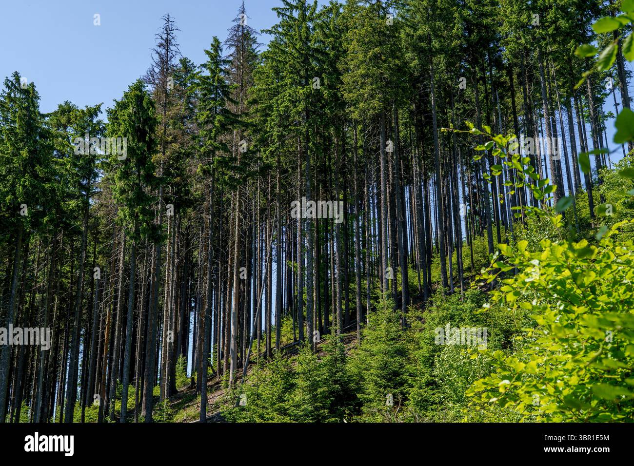 Tall conifer trees growing vertically on a sharply inclined hillside ...