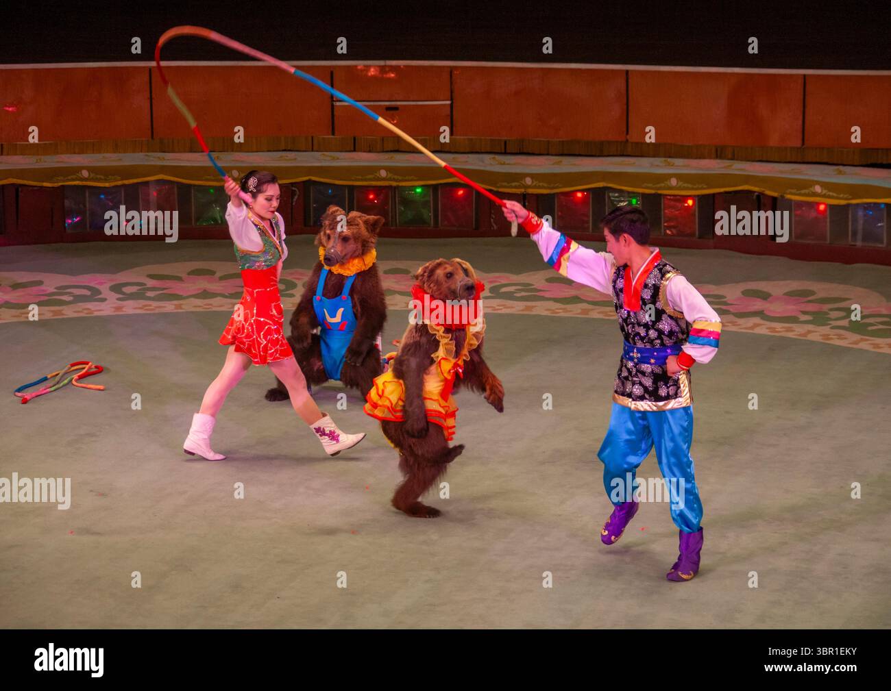 Performing bear in a circus, DGC, Pyongyang, North Korea Stock Photo ...