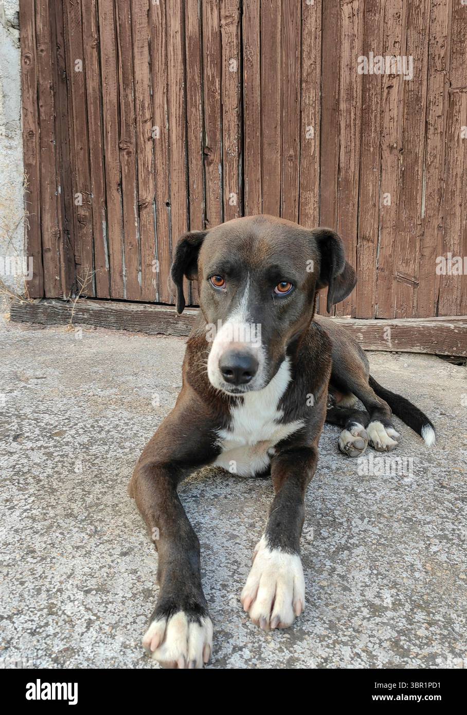 Portrait of Guardian Dog in Front of Old Wooden Door Frame – Mixed ...