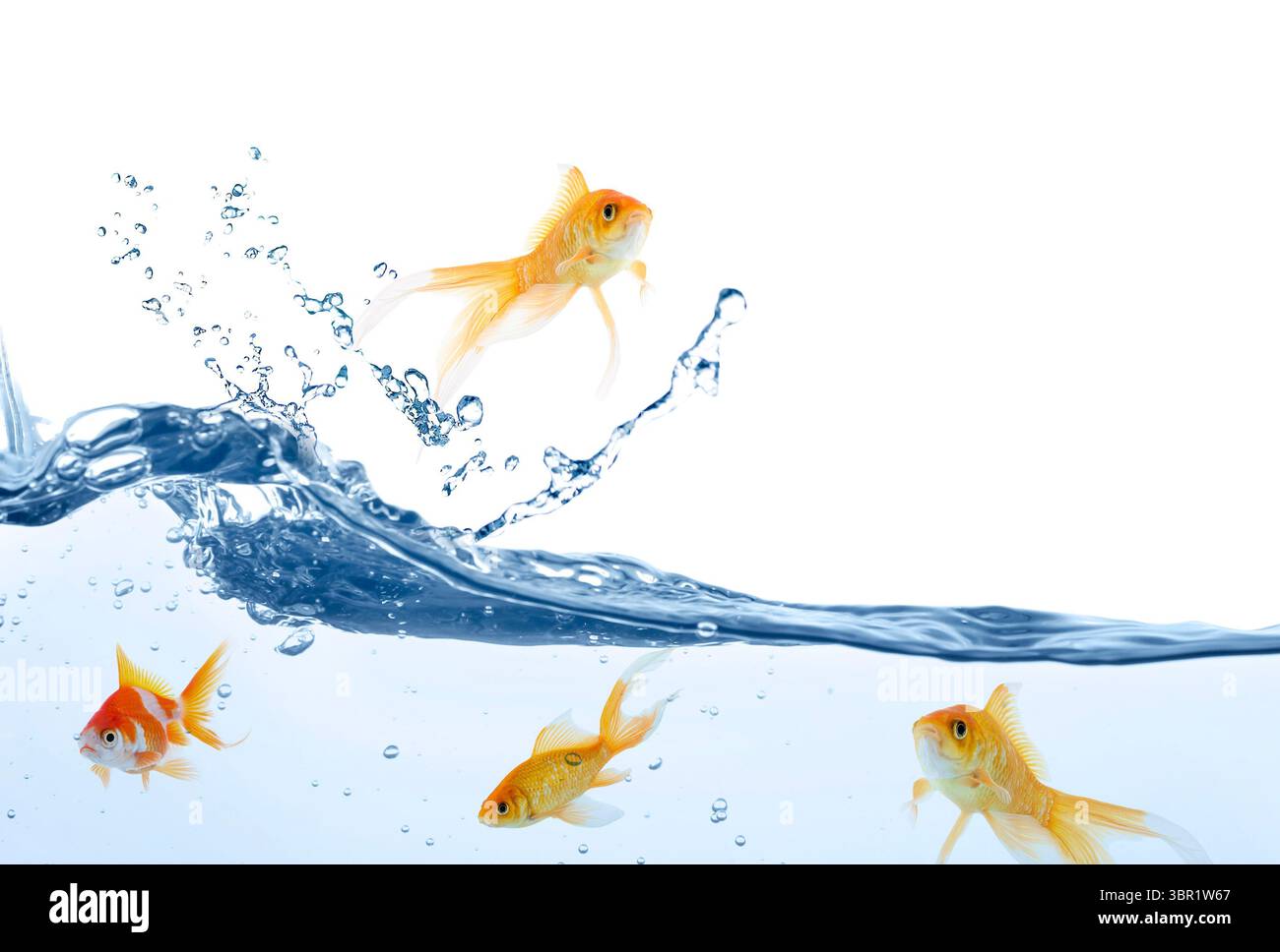 Beautiful bright goldfish jumping out of water on white background ...