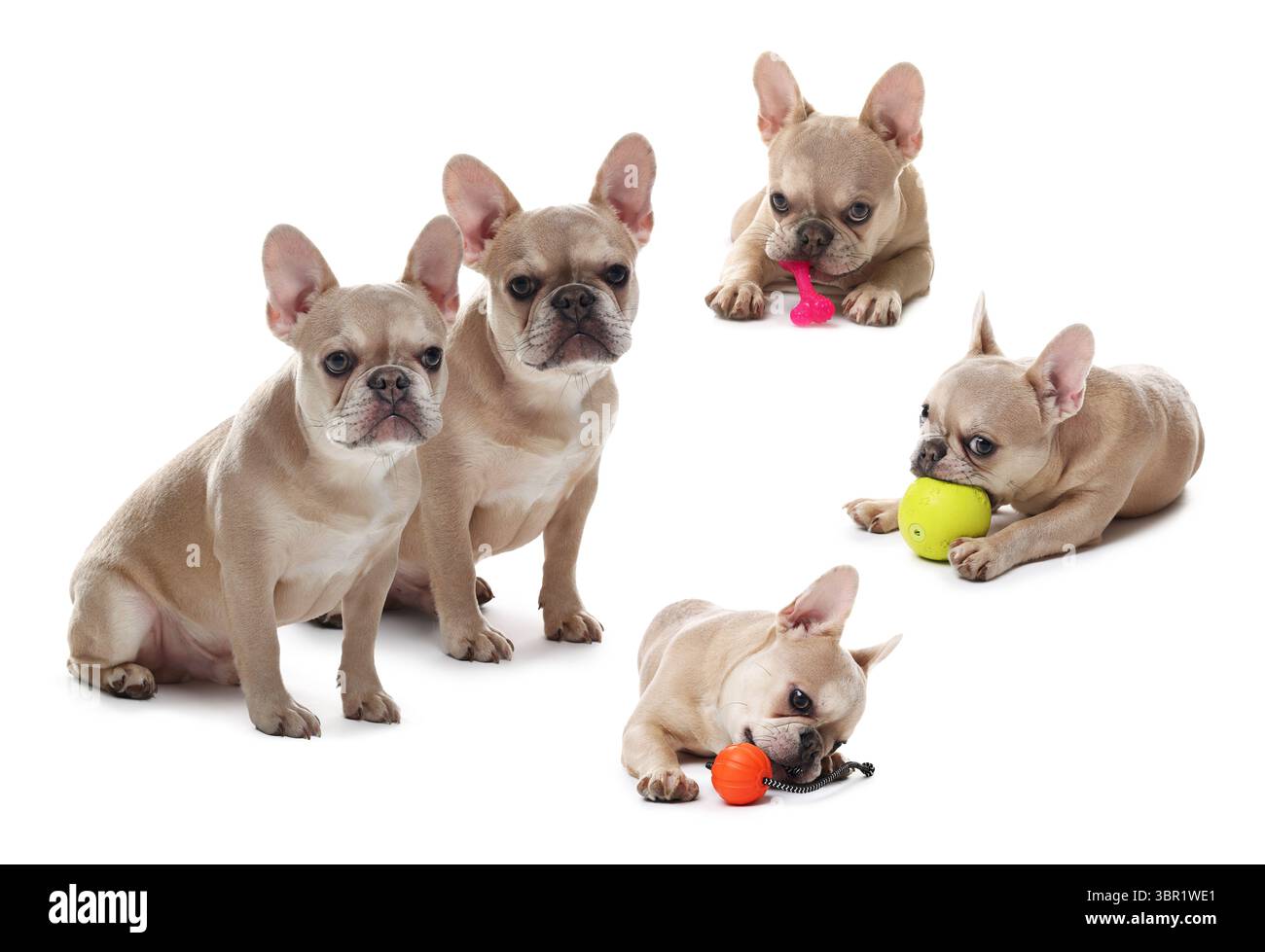 Dog french bulldog playing on Cut Out Stock Images & Pictures - Alamy