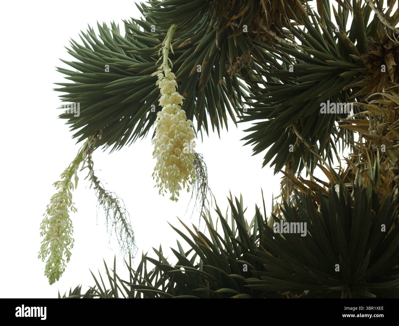 White inflorescences of Yucca filifera, Yucca palm, isolated on white ...