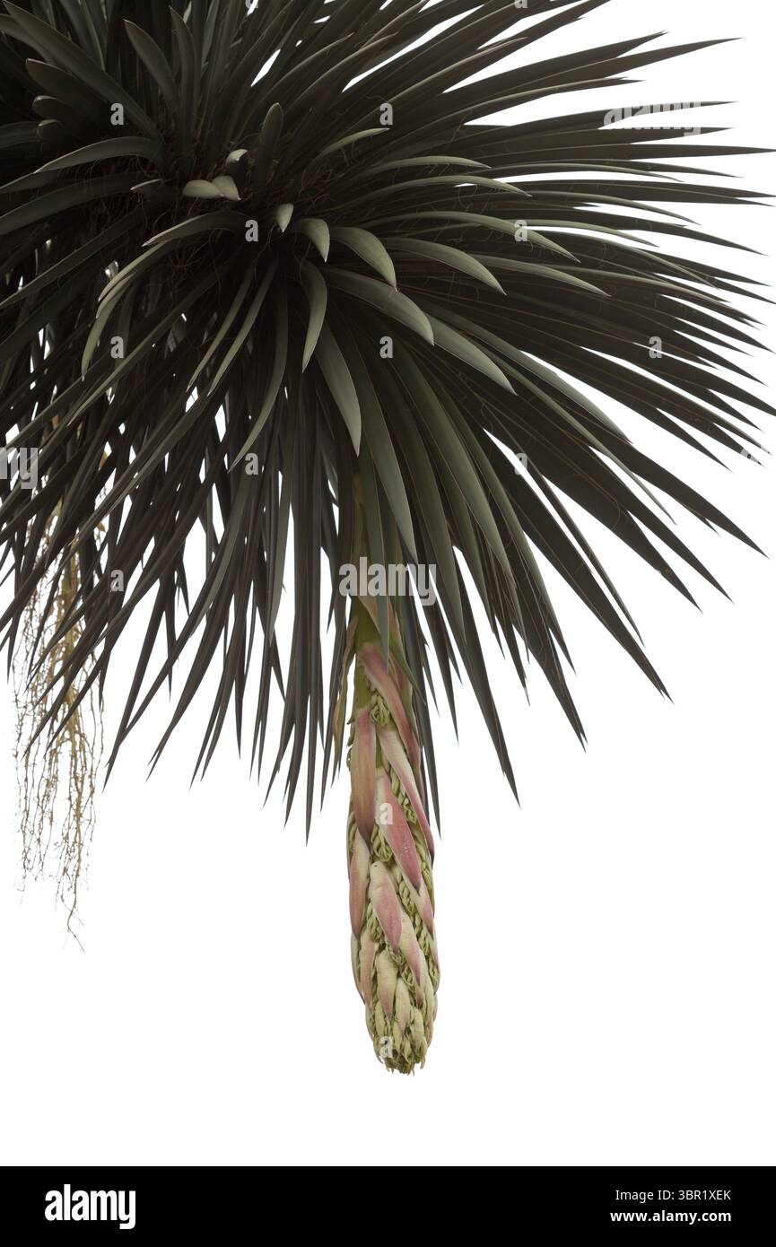 White inflorescences of Yucca filifera, Yucca palm, isolated on white ...
