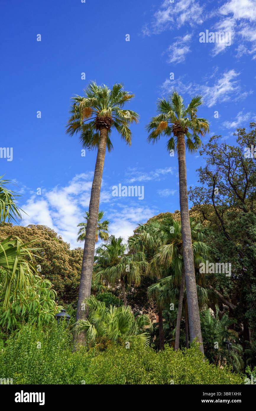 Two huge palm trees hi-res stock photography and images - Alamy