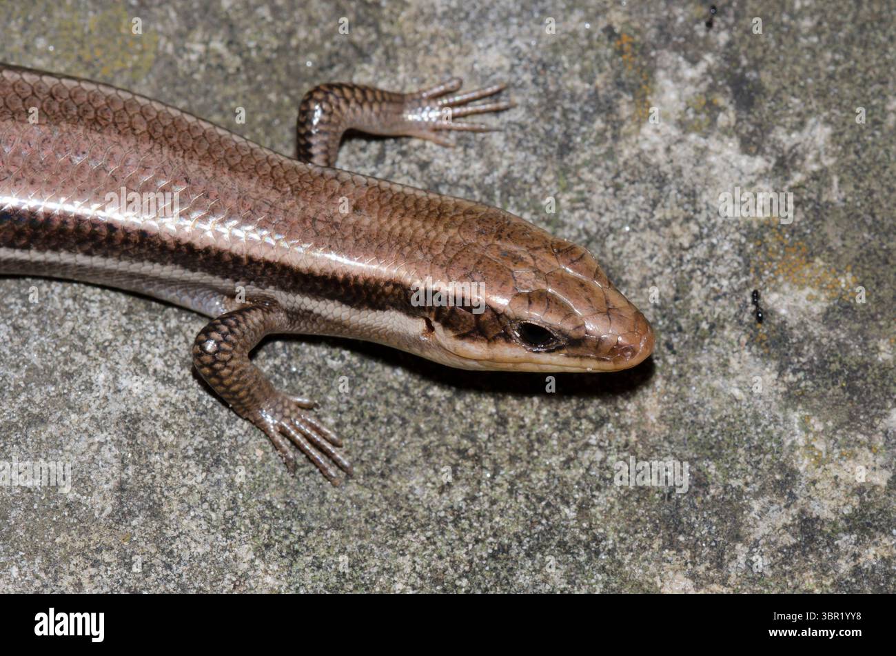 Five-lined Skink, Plestiodon fasciatus Stock Photo - Alamy