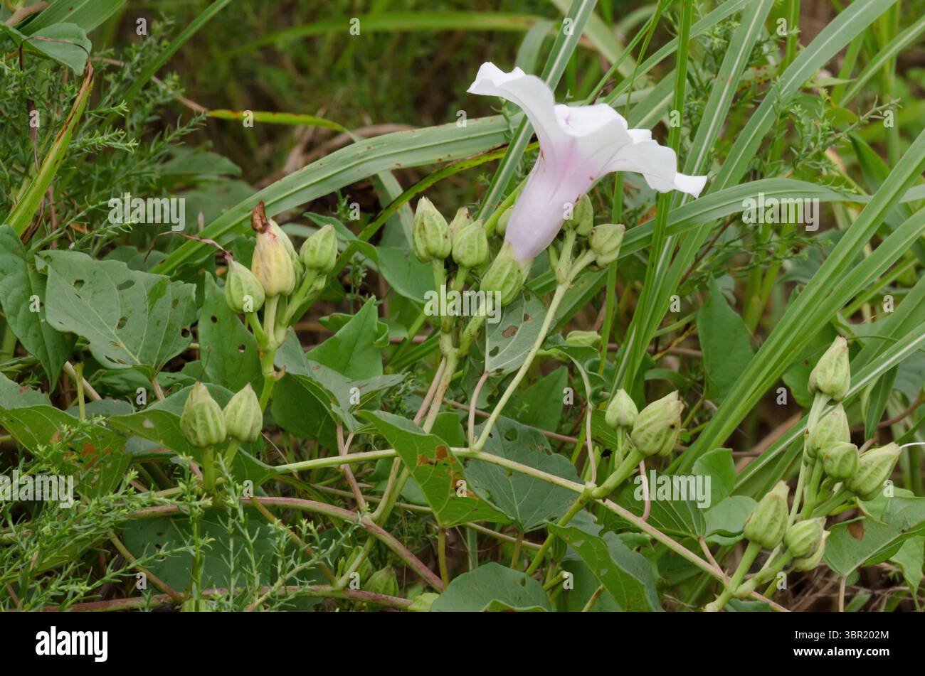 Wild Potato Vine, Ipomoea pandurata Stock Photo - Alamy