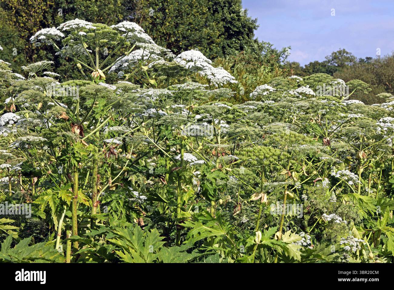 Invasive Neophyten in Deutschland Massive Bestände der invasiven ...