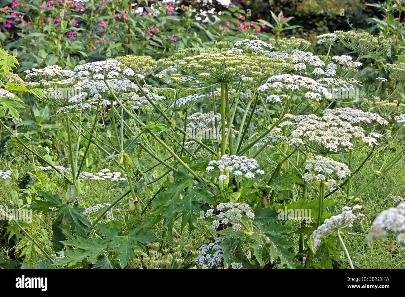 Invasiven neophyten hi-res stock photography and images - Alamy