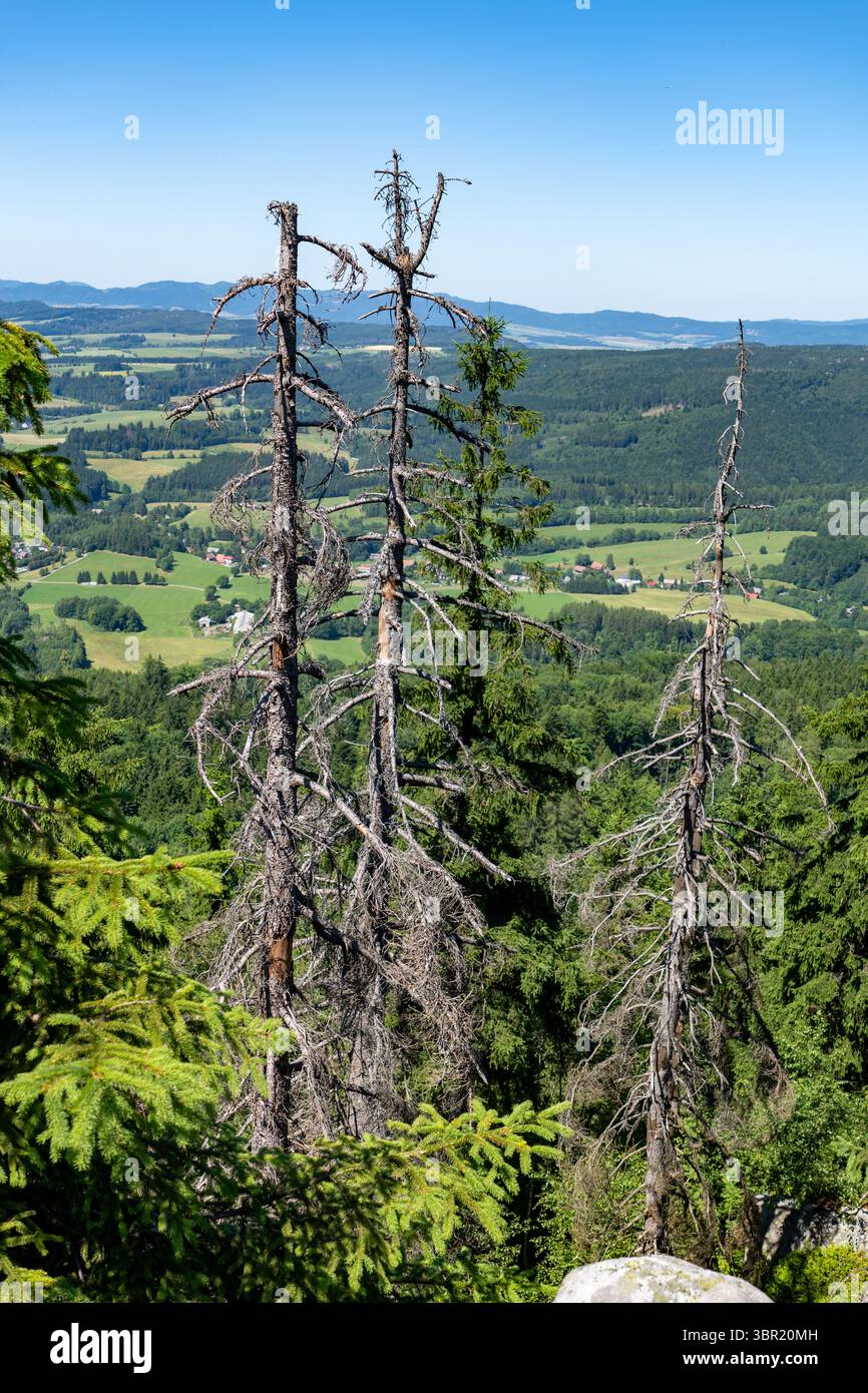 Dry trees killed by bark beetle infestation, showing serious damage to ...