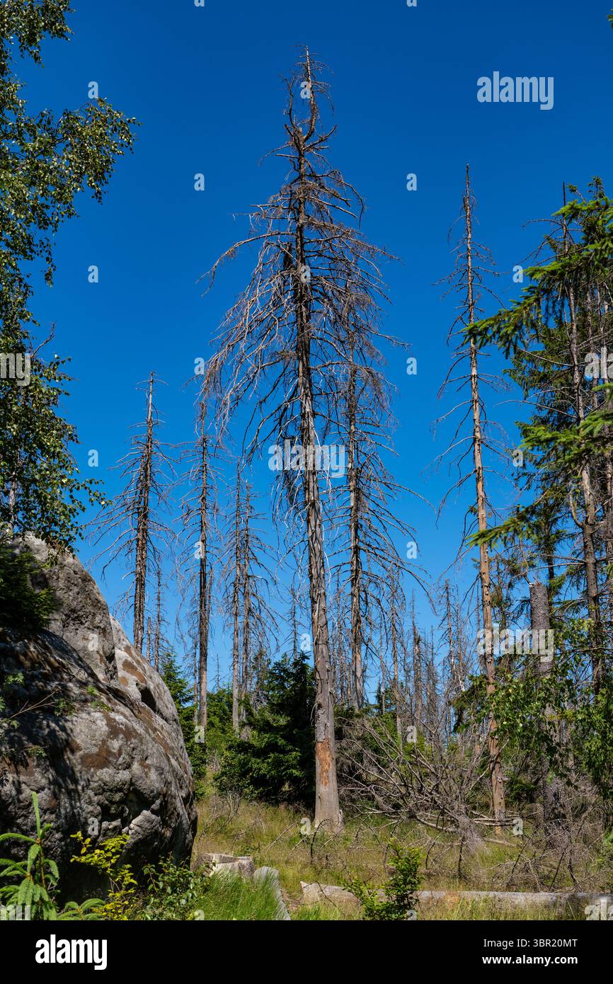 Dry trees killed by bark beetle infestation, showing serious damage to ...