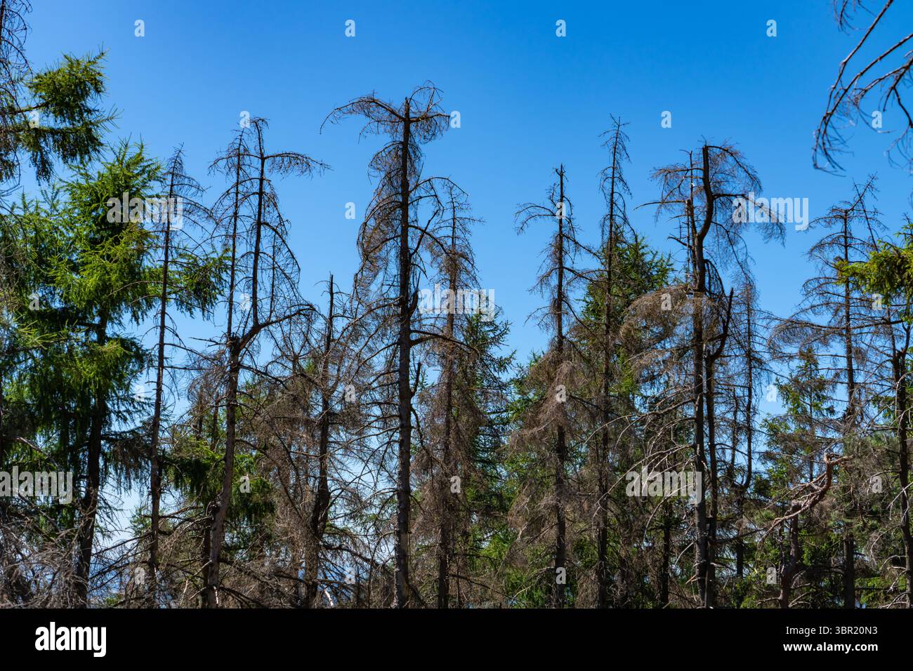 Dry trees killed by bark beetle infestation, showing serious damage to ...