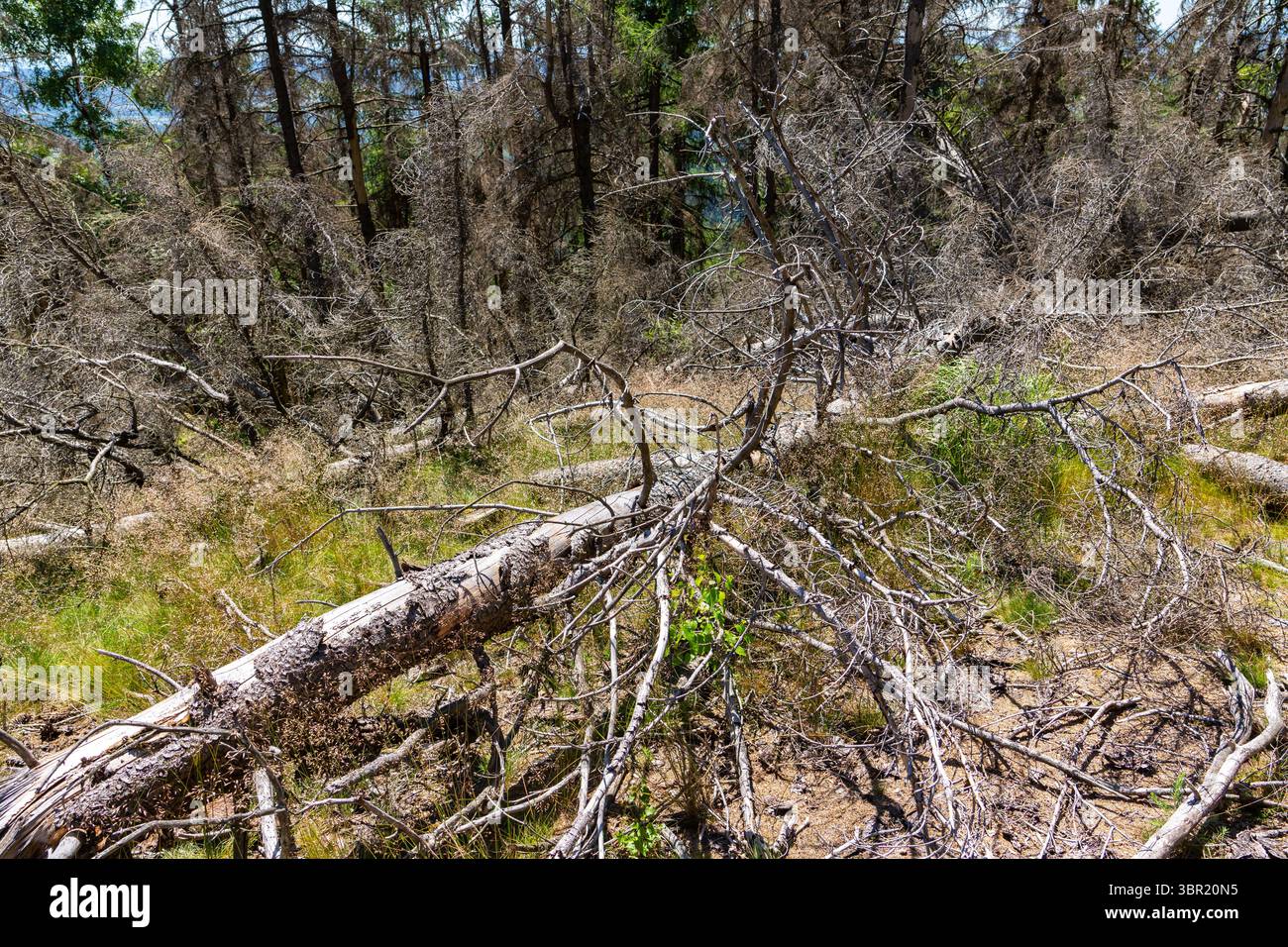 Dry trees killed by bark beetle infestation, showing serious damage to ...