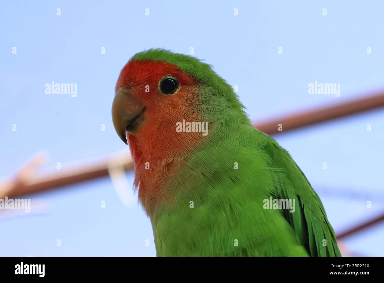Vibrant macaw captured in close hi-res stock photography and images - Alamy