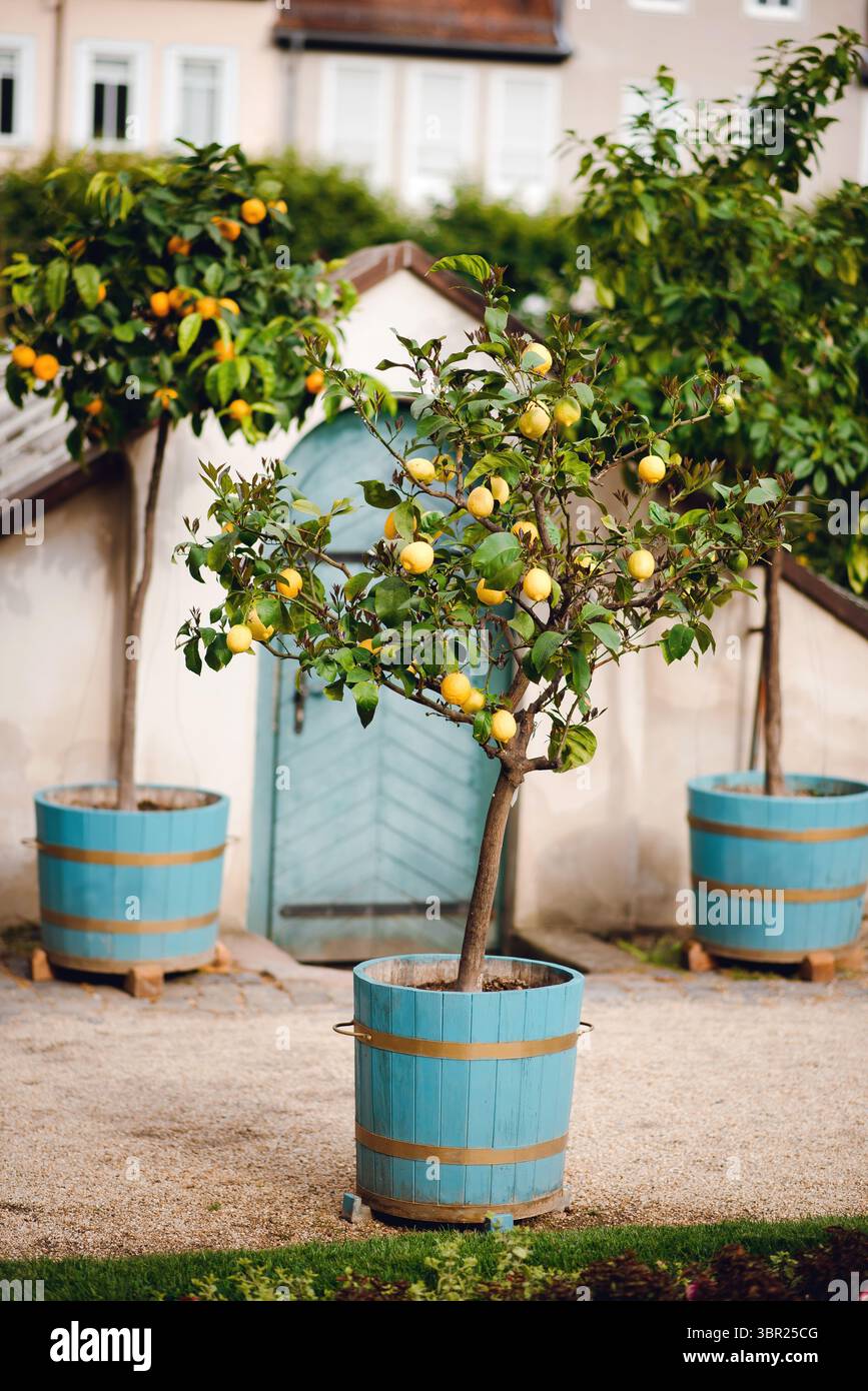 Lemon trees in blue wooden pots on a gravel path with a rustic backdrop ...