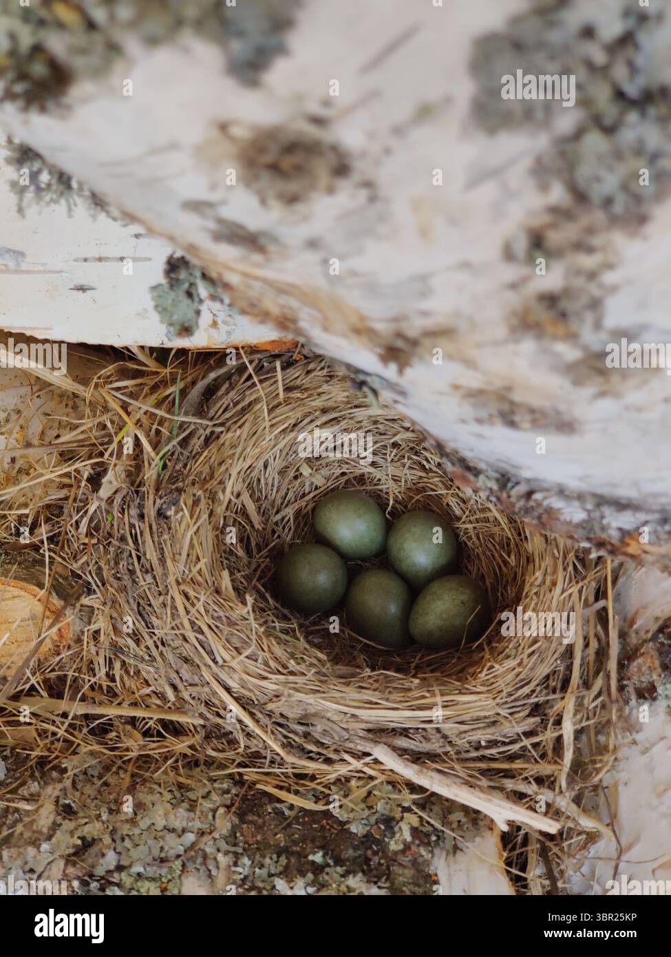 Fieldfare nest hi-res stock photography and images - Alamy