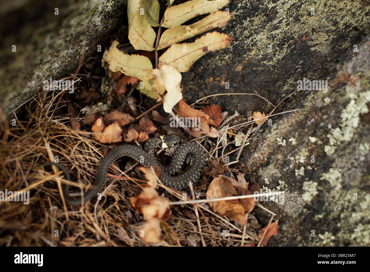 Young adder hi-res stock photography and images - Alamy