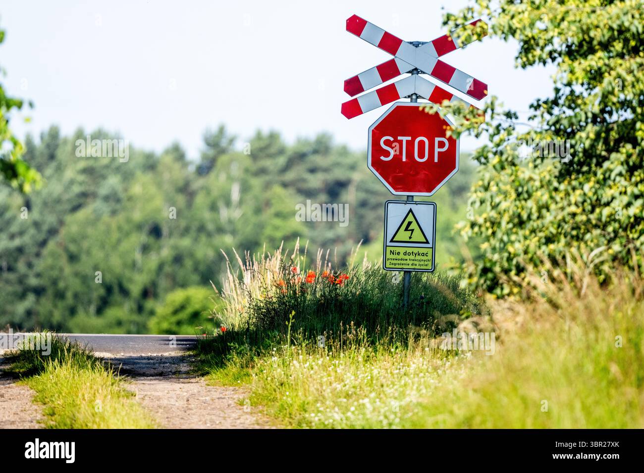 Stop Sign Before Railroad Crossing On A Forest Path Stock Photo - Alamy