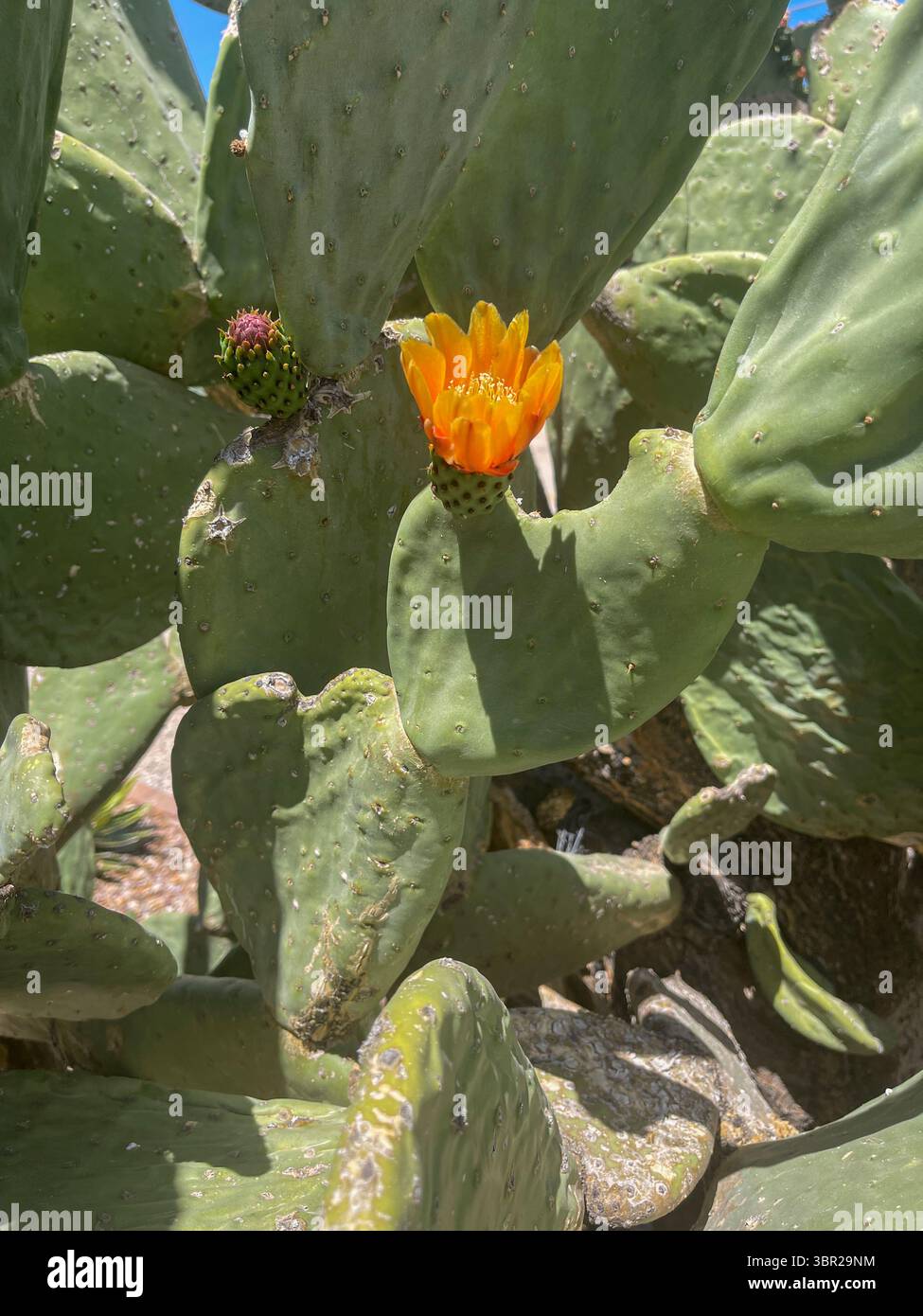 Indian fig fruits opuntia hi-res stock photography and images - Alamy