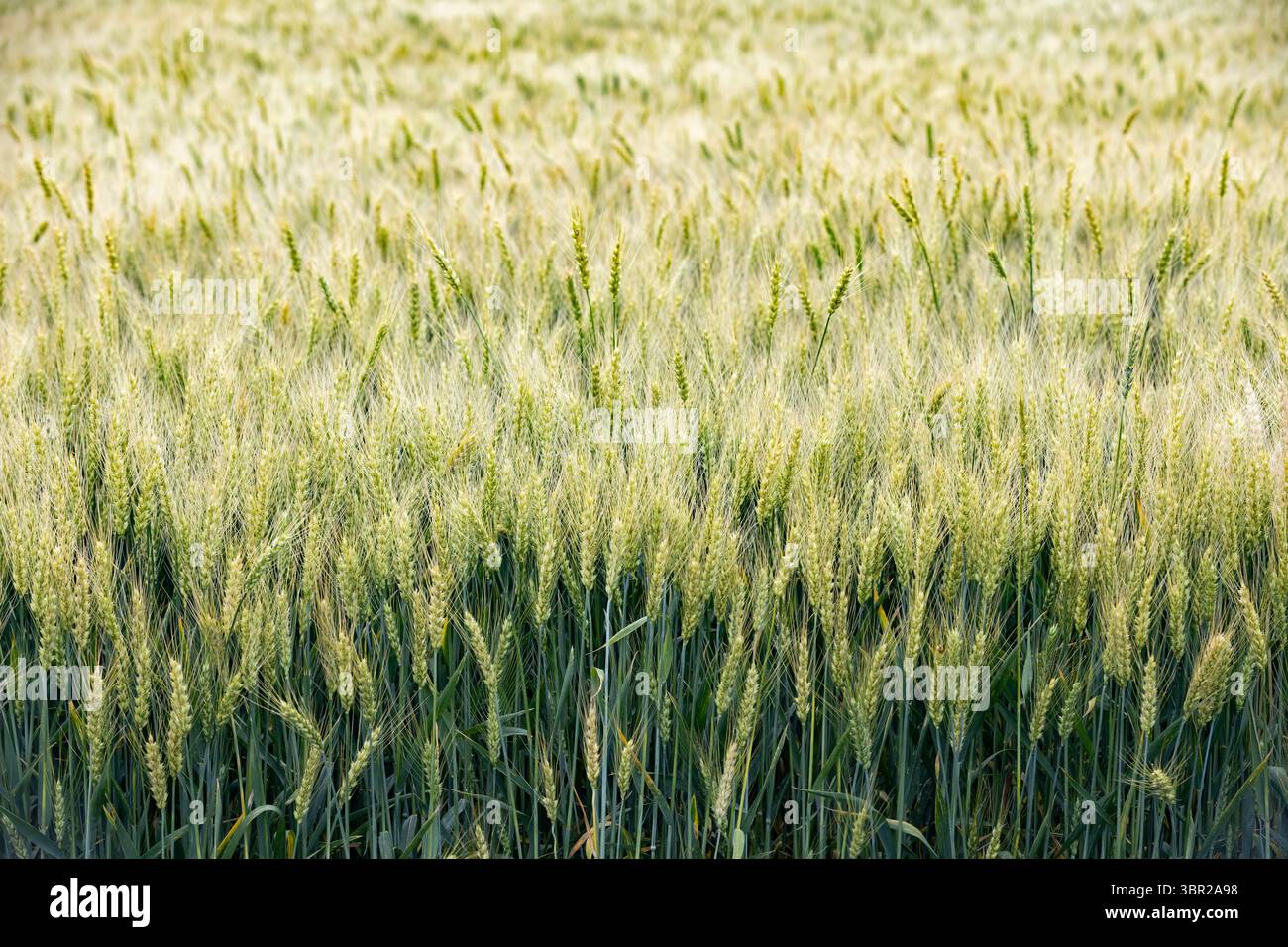 Wheat field with dense golden stalks. Tall unripe wheat close to ...