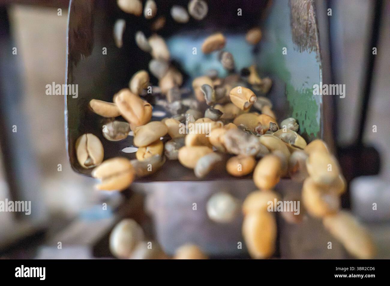 Coffee beans cascade in mid-air during mechanical processing, capturing motion and texture of ...