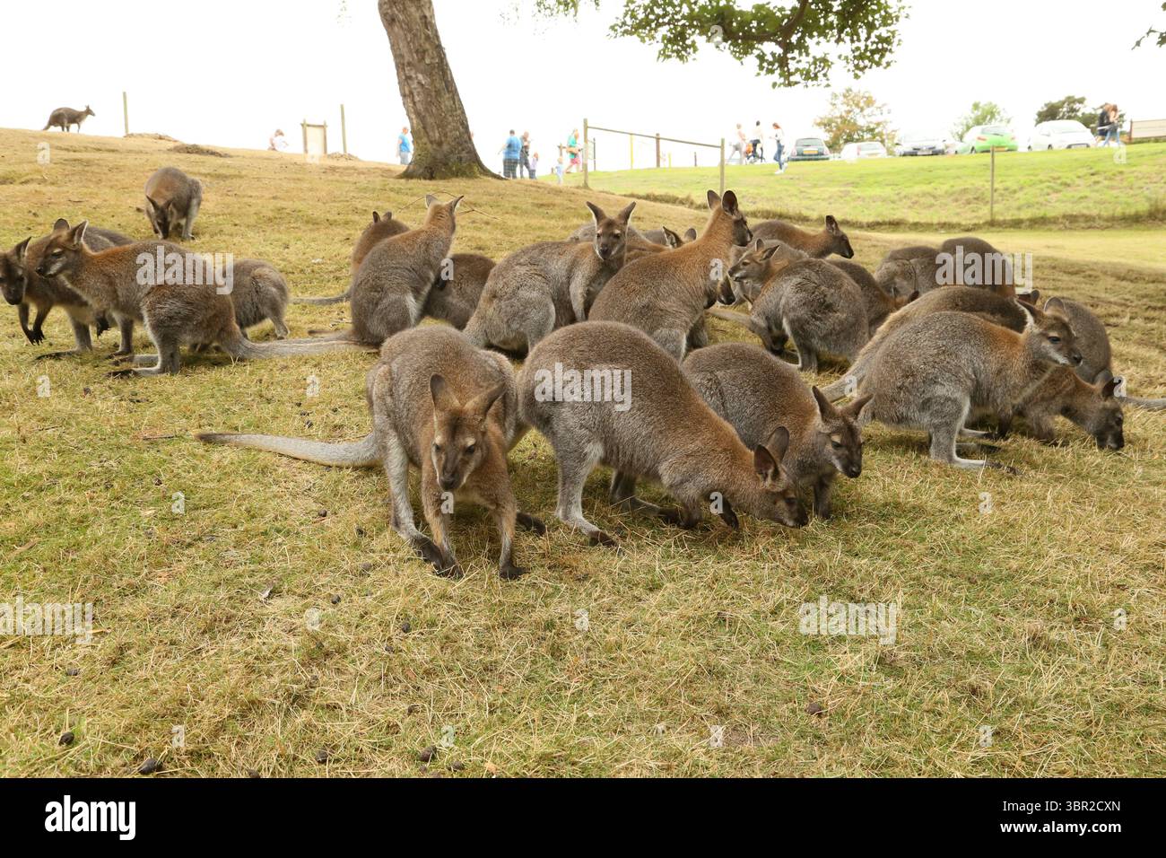 Red necked wallaby feeding hi-res stock photography and images - Alamy