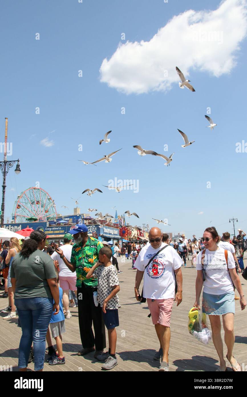 Riegelmann Boardwalk at Coney Island, Brooklyn Laughing Gulls swoop ...