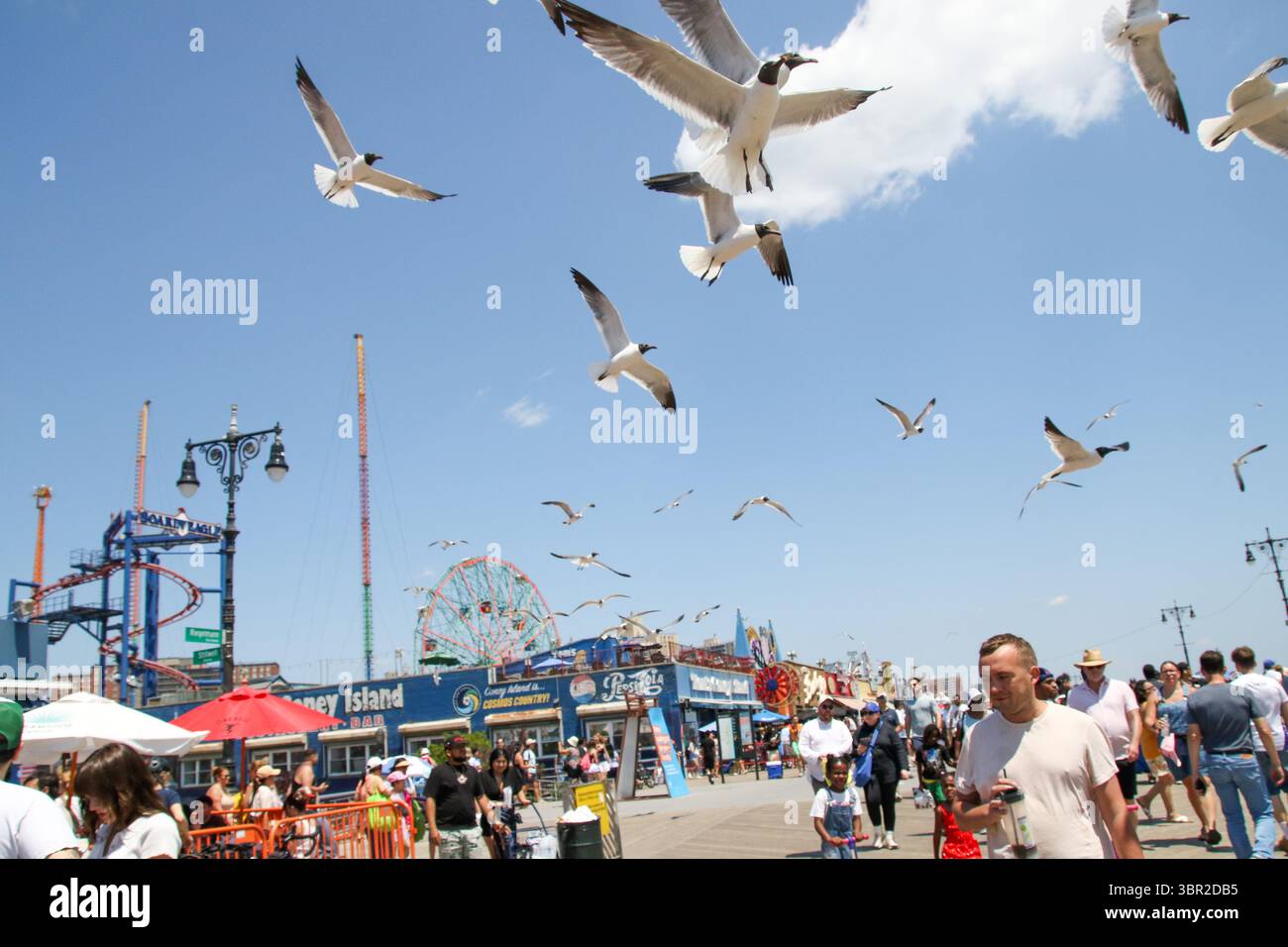 Riegelmann Boardwalk at Coney Island, Brooklyn Laughing Gulls swoop ...