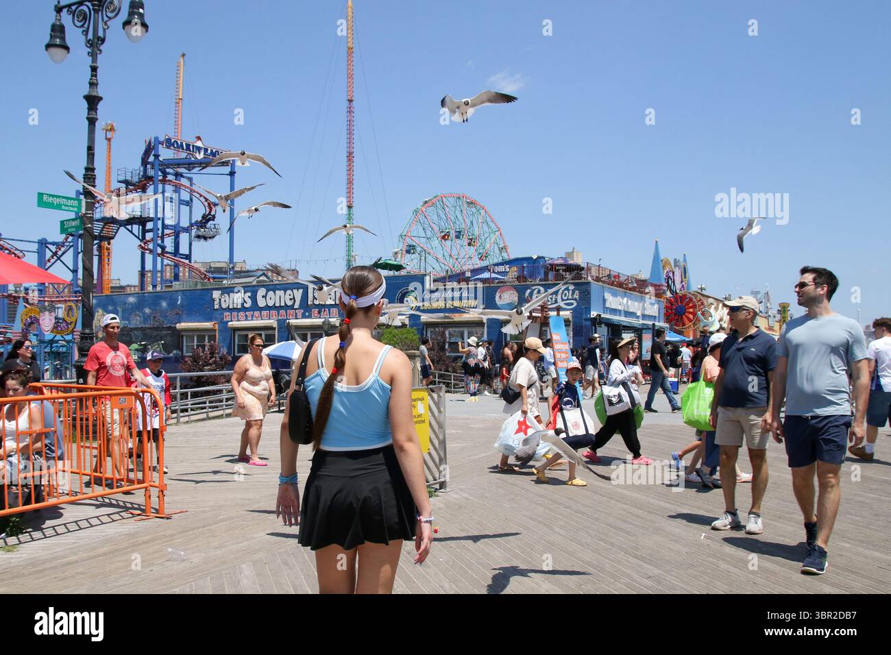 Riegelmann Boardwalk at Coney Island, Brooklyn Laughing Gulls swoop ...