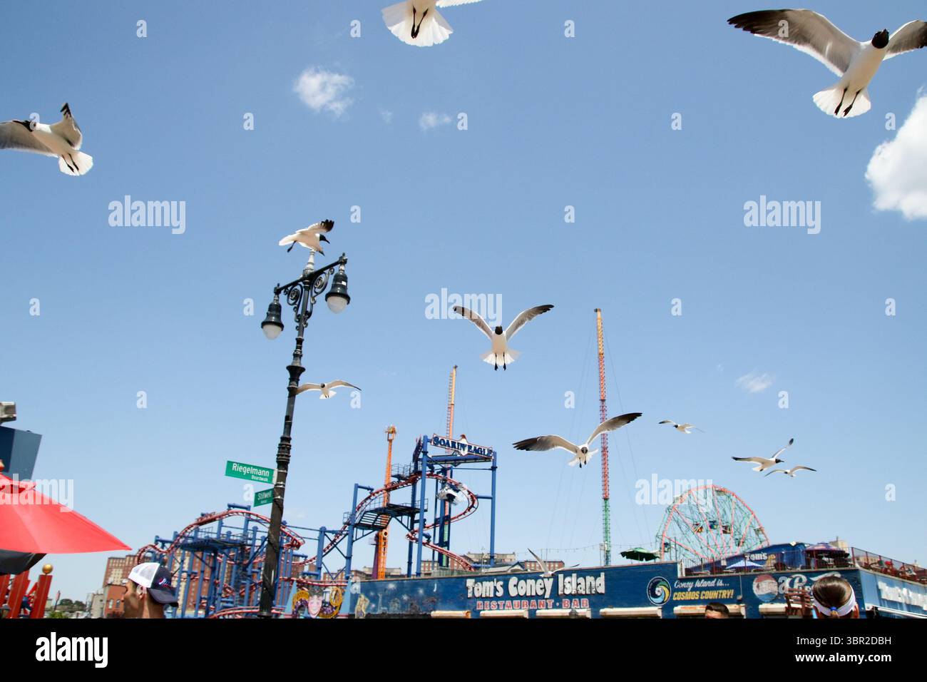 Riegelmann Boardwalk at Coney Island, Brooklyn Laughing Gulls swoop ...