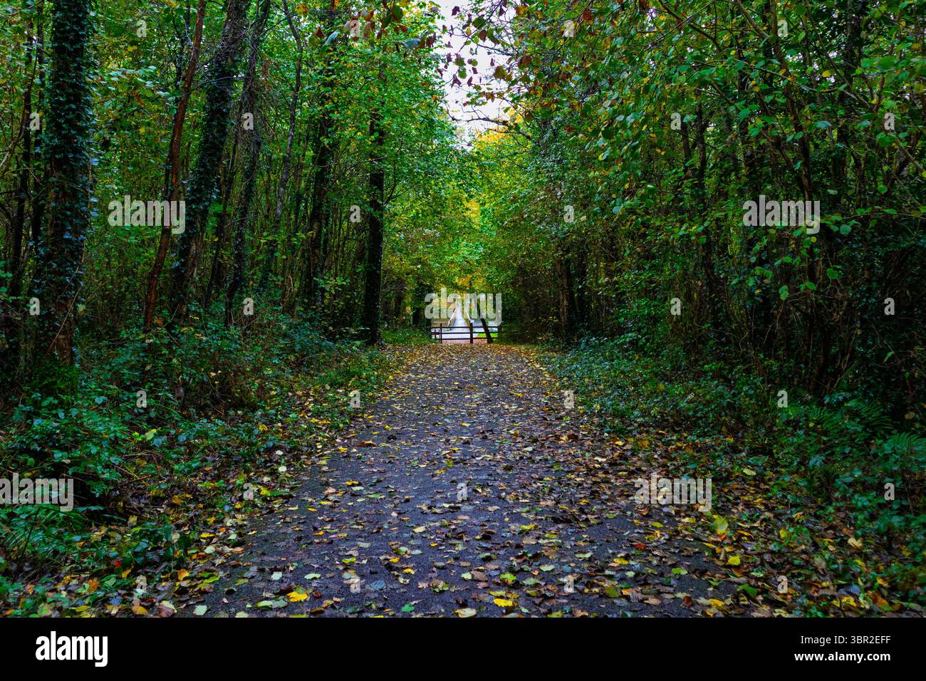 Narrow forest path framed tall hi-res stock photography and images - Alamy