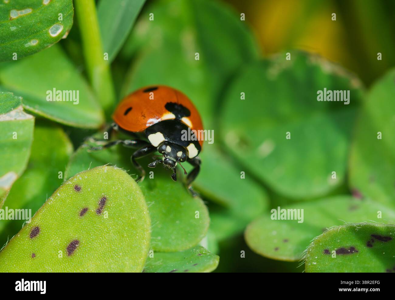 Bug shown in black hi-res stock photography and images - Alamy