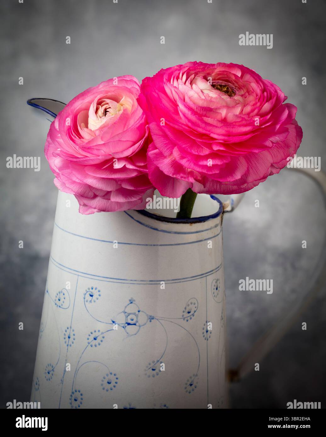 Two distinct pitcher plants hi-res stock photography and images - Alamy