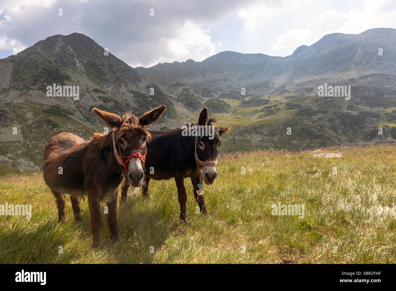 Two donkeys with halters standing together in mountain meadow. Brown ...