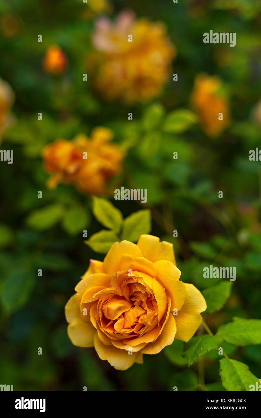 Golden Celebration yellow rose, Sheffield Botanical Gardens Stock Photo ...