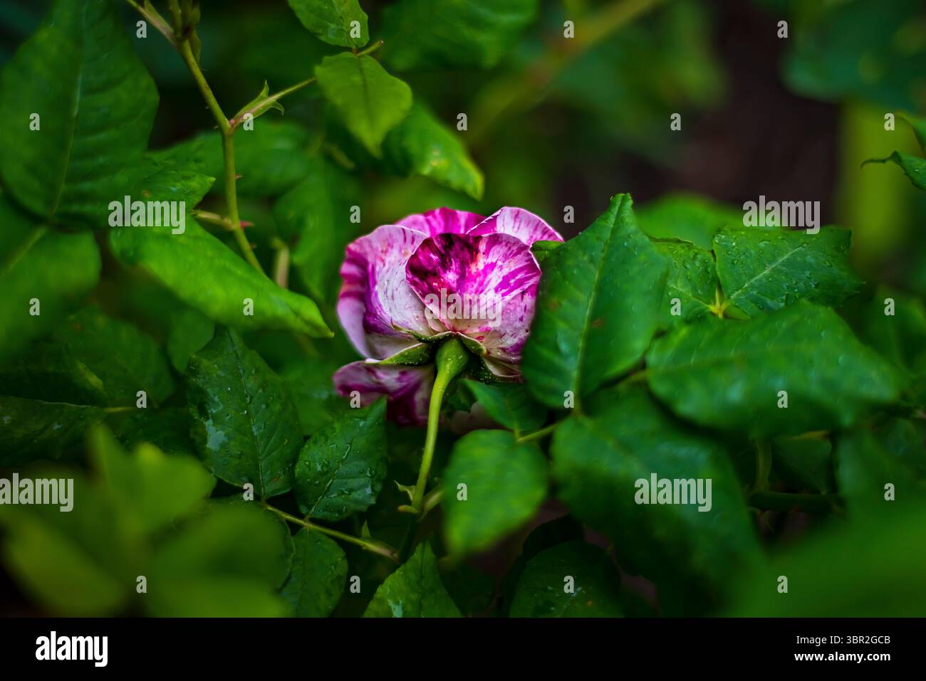 Variegated pink and white rose, Sheffield Botanical Gardens Stock Photo ...