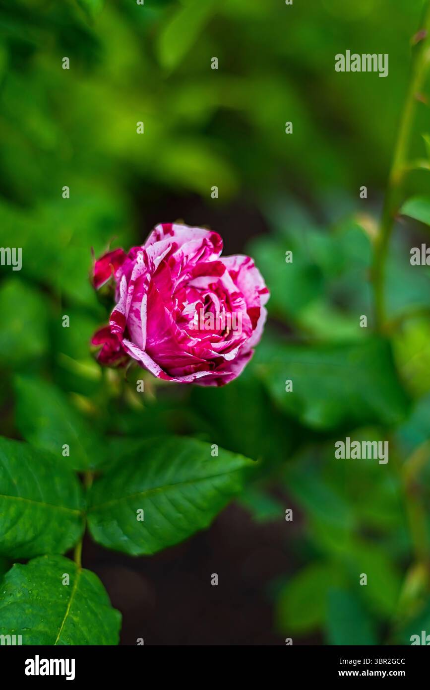 Variegated pink and white rose, Sheffield Botanical Gardens Stock Photo ...