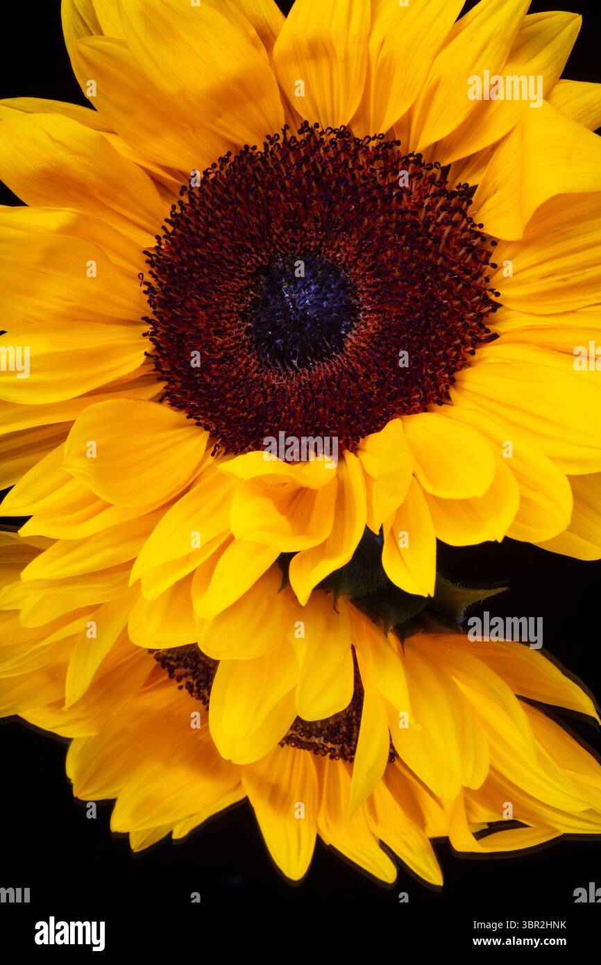 Sunflower Reflection Still Life Stock Photo - Alamy