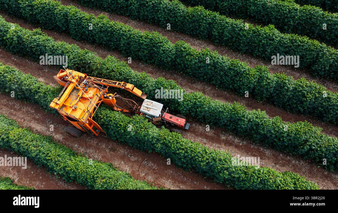 Tractor and harvester in coffee plantation - drone view Stock Photo - Alamy
