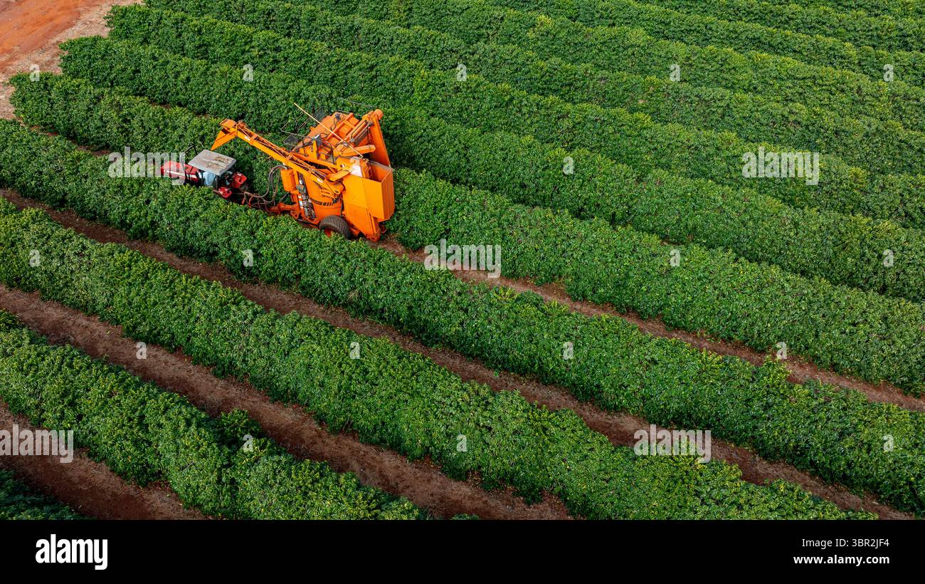 Tractor and harvester in coffee plantation - drone view Stock Photo - Alamy