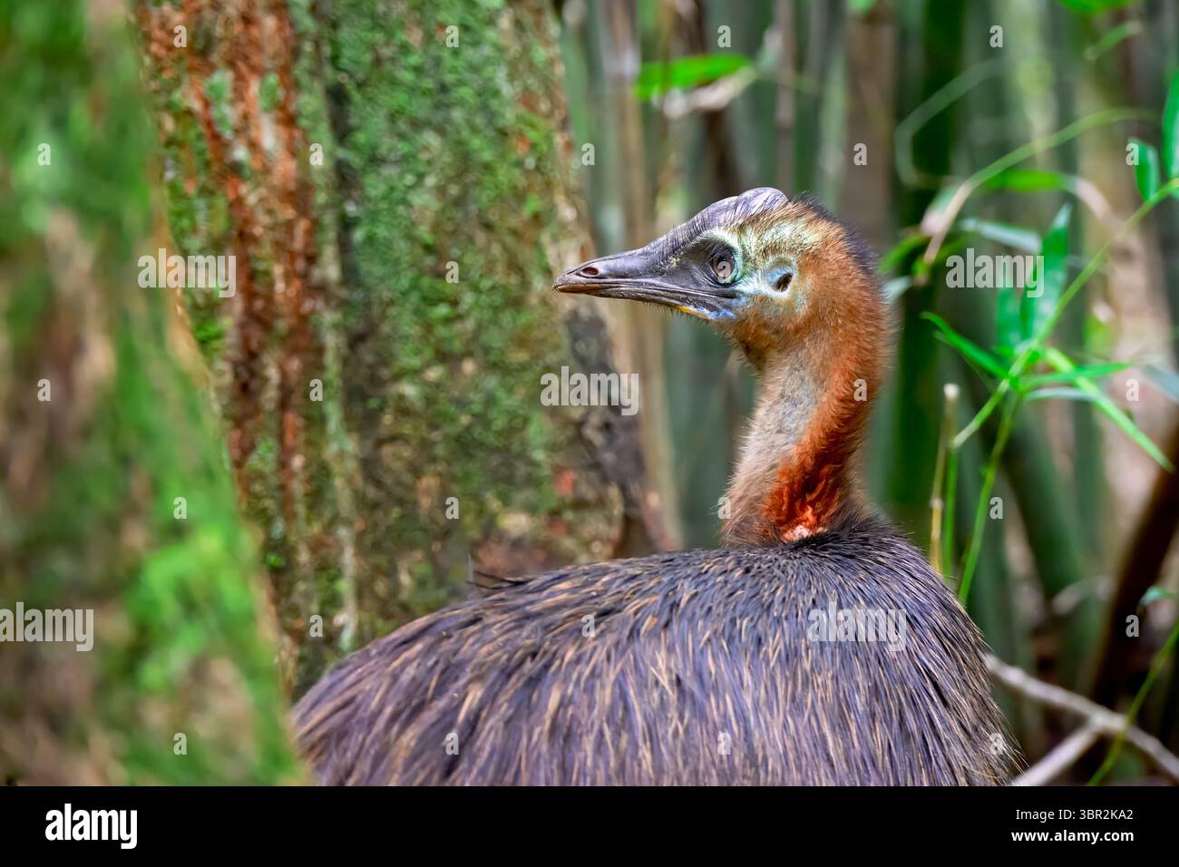female Southern cassowary, Casuarius johnsonii, endangered flightless ...