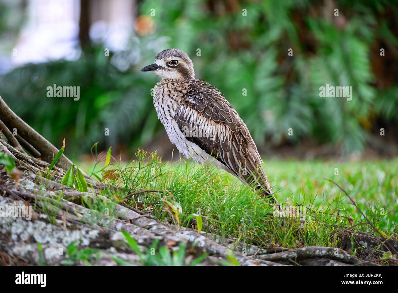 bush stone curlew, Burhinus grallarius, native Australian bird ...